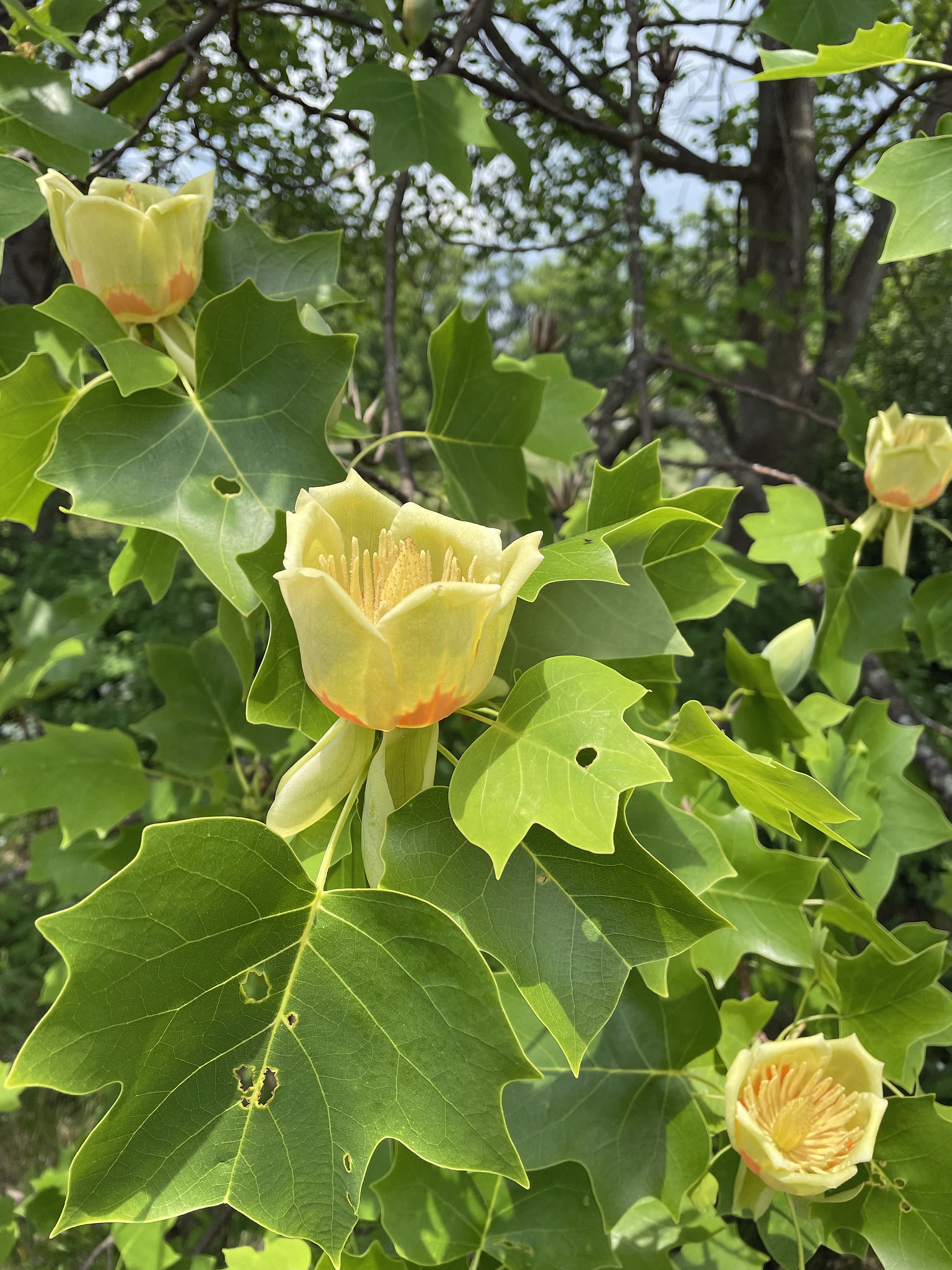 Native Plants Illinois